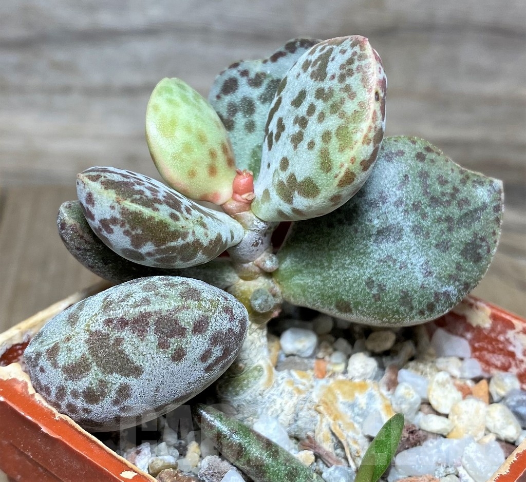 SHPR18870 Adromischus marianae v. hallii CR 1235, NE of Skimmelberg – Cactus-online