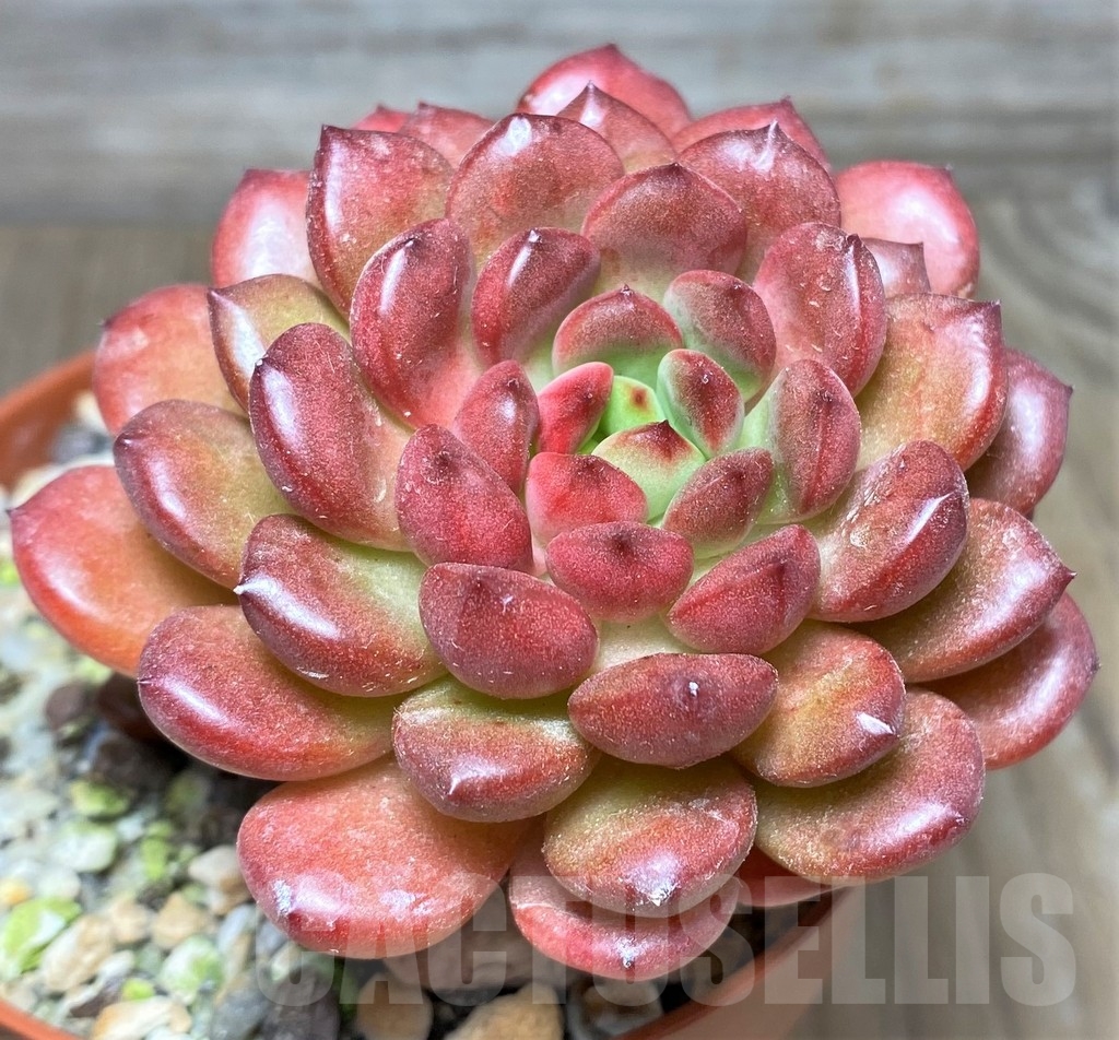 SHPR19023 Sedeveria ‘Pink Ruby’ – Cactus-online