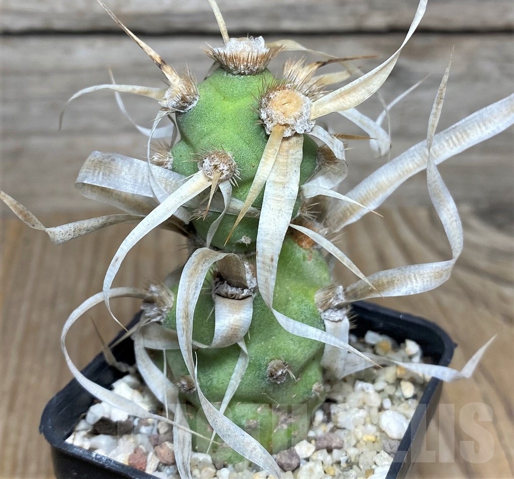 SHPR19152 Tephrocactus articulatus v. syringacanthus - Кактус онлайн