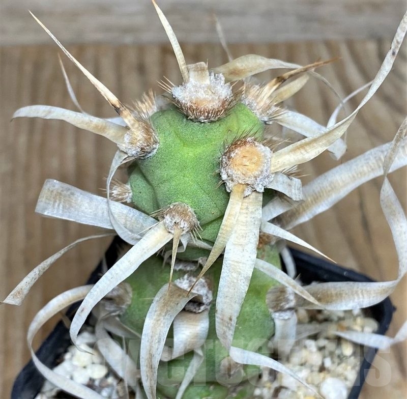 SHPR19152 Tephrocactus articulatus v. syringacanthus - Кактус онлайн