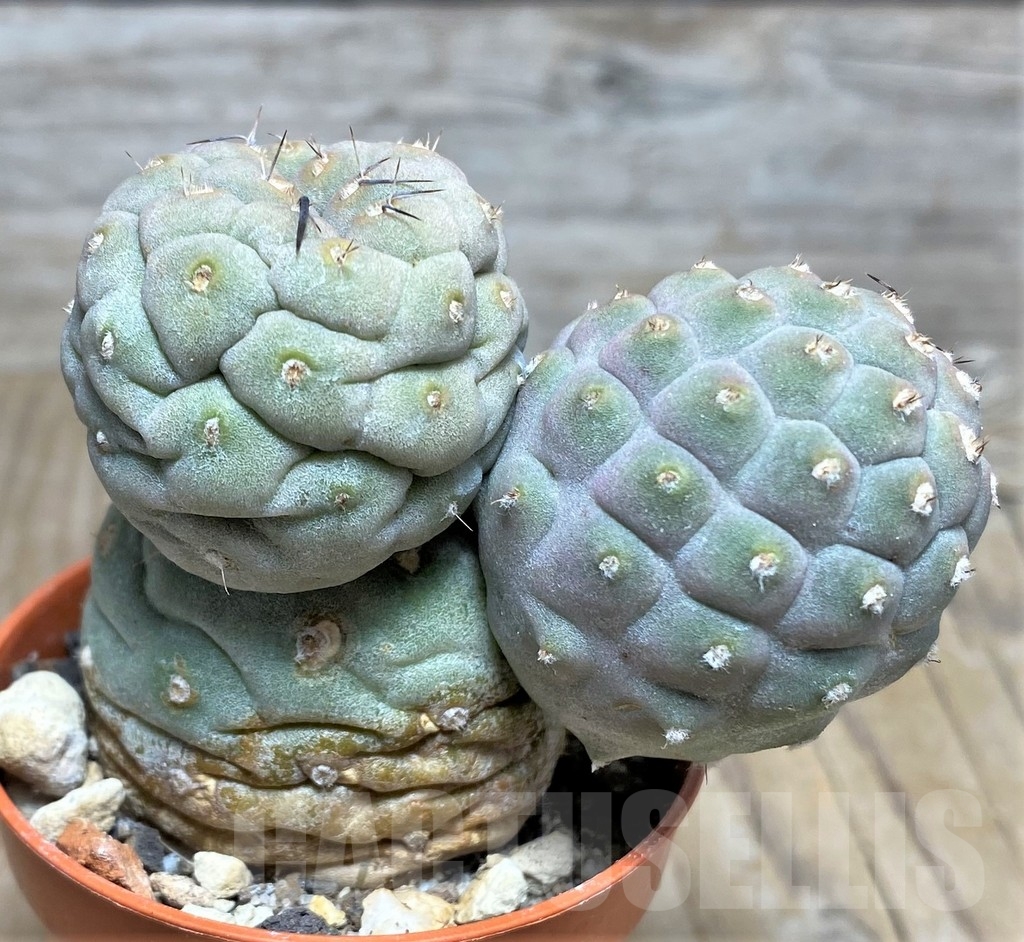 SHPR19158 Tephrocactus geometricus - Кактус онлайн