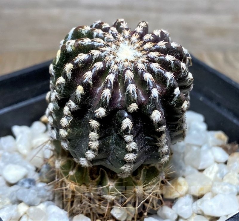 SHPR19173 Discocactus horstii, grafting – Cactus-online