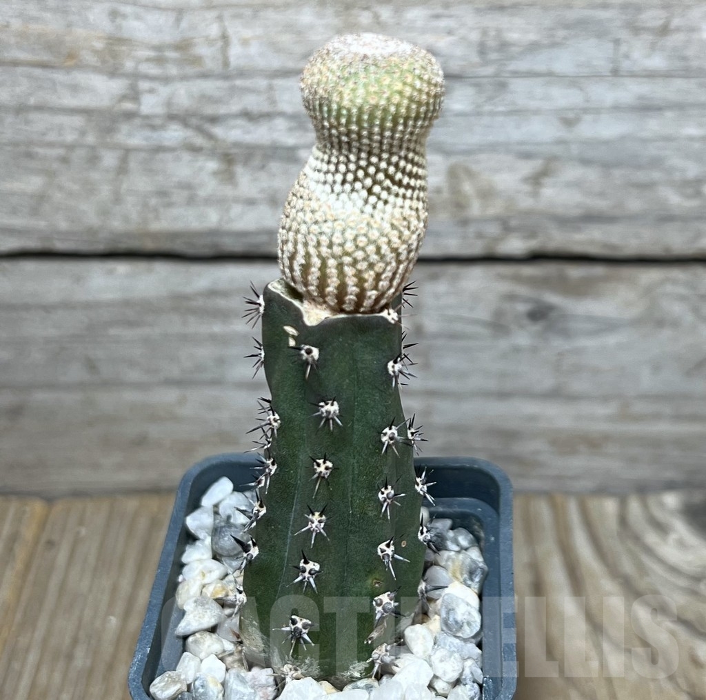 SHPR19752 Yavia cryptocarpa, crafting – Cactus-online