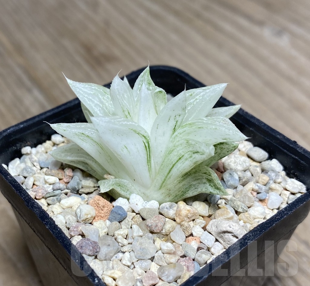 VVG19262 Haworthia turgida f. variegata ‘Rock Sugar’ – Cactus-online