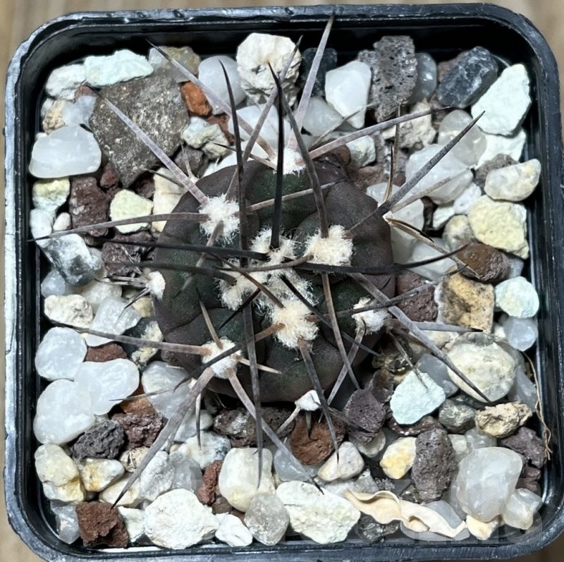 SHPR19934 Gymnocalycium castellanosii v. ferocius – Кактус онлайн
