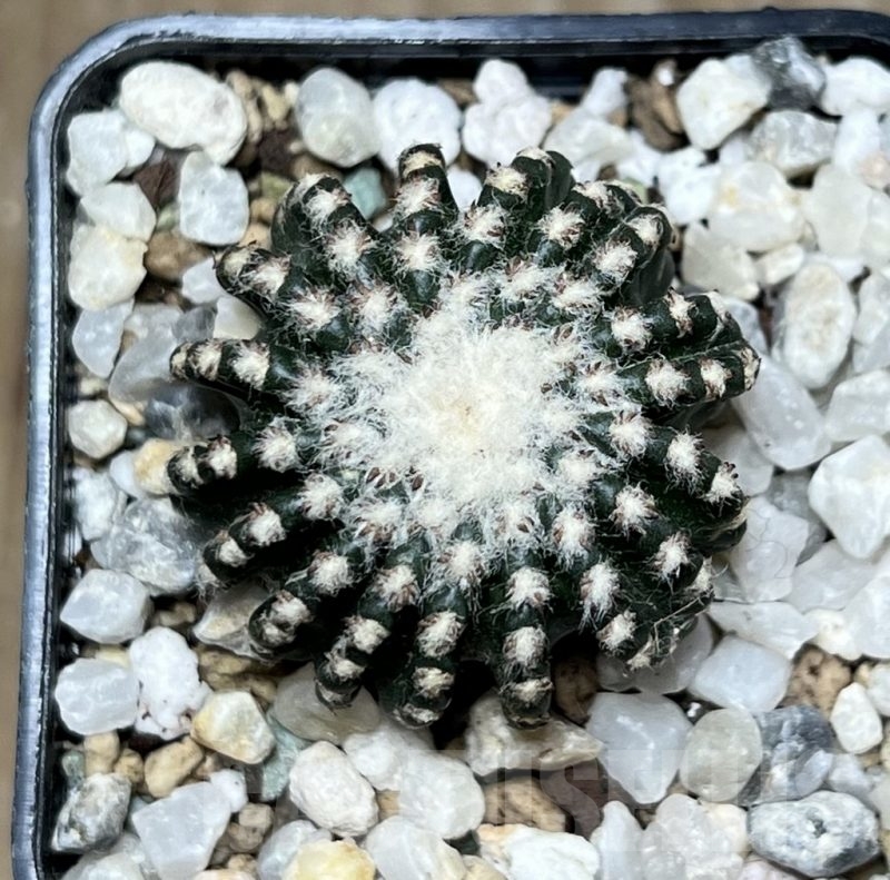 SHPR19962 Discocactus horstii – Cactus-online