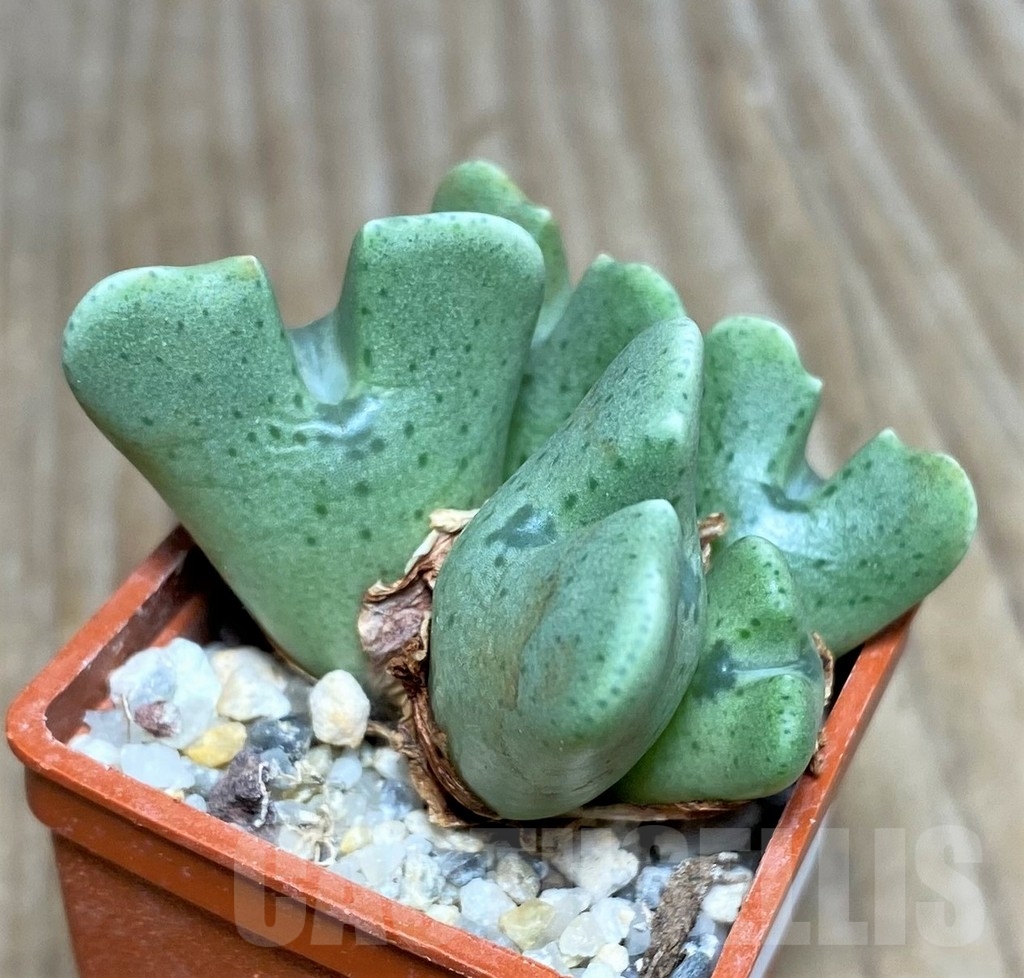 SHPR19818 Conophytum quaesitum v. rostratum - Кактус онлайн