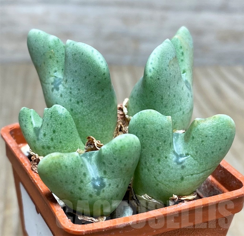 SHPR19818 Conophytum quaesitum v. rostratum - Кактус онлайн
