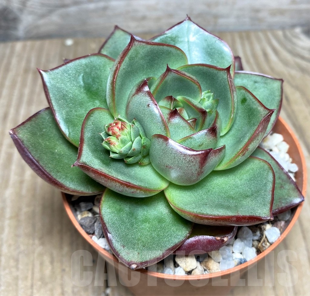SHPR20024 Echeveria ‘Matador’ – Кактус онлайн