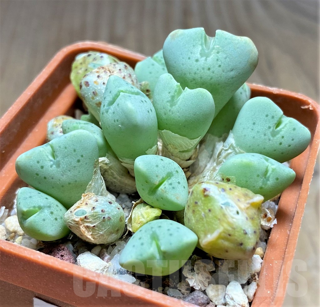 SHPR18329 Conophytum quaesitum – Cactus-online