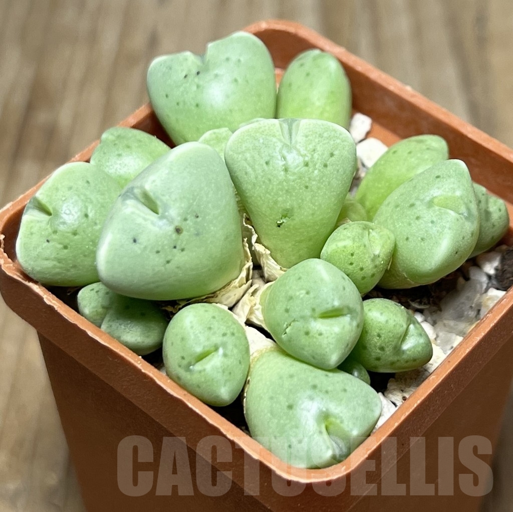 SHPR18329 Conophytum quaesitum - Кактус онлайн