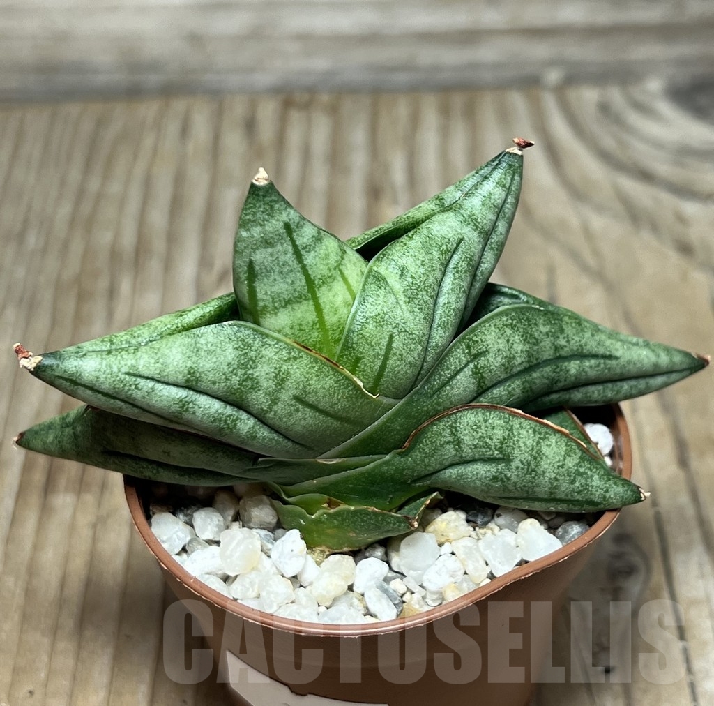 SHPR18336 Sansevieria hybrid vienna – Cactus-online