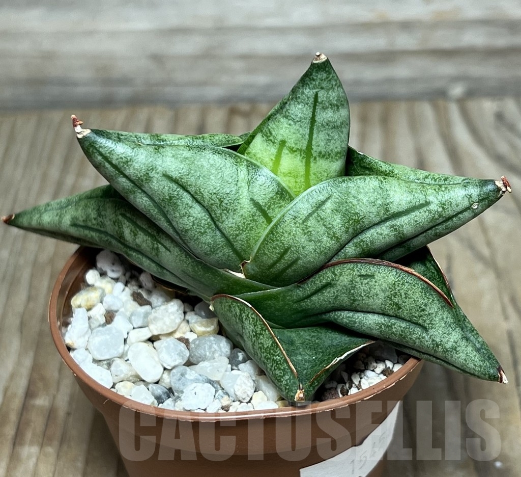 SHPR18336 Sansevieria hybrid vienna – Cactus-online