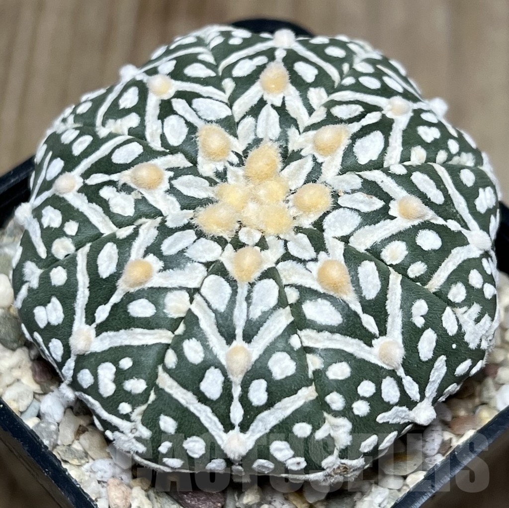 SHPR18482 Astrophytum asterias ‘Miracle’ V-Type – Cactus-online