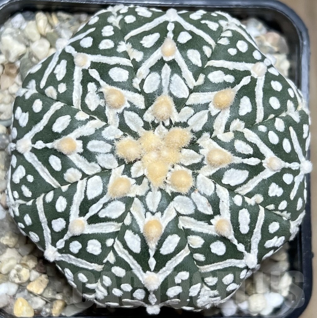 SHPR18482 Astrophytum asterias ‘Miracle’ V-Type – Cactus-online