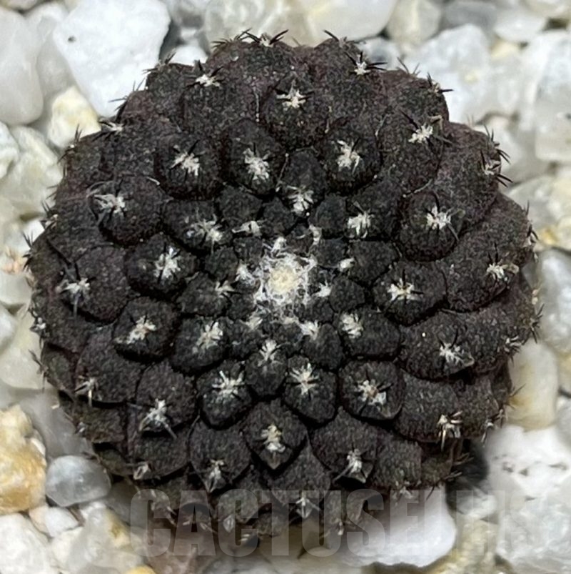 SHPR18661 Thelocephala esmeraldana – Кактус онлайн