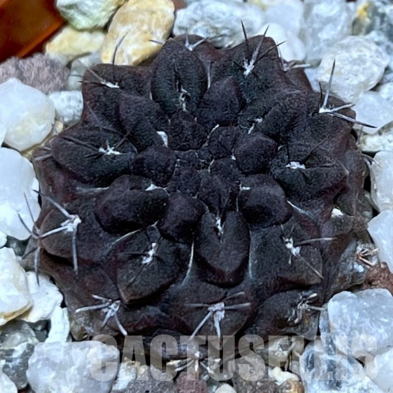 SHPR18662 Thelocephala occulta – Cactus-online