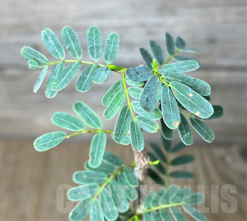 SHPR18230 Senna meridionalis – Cactus-online