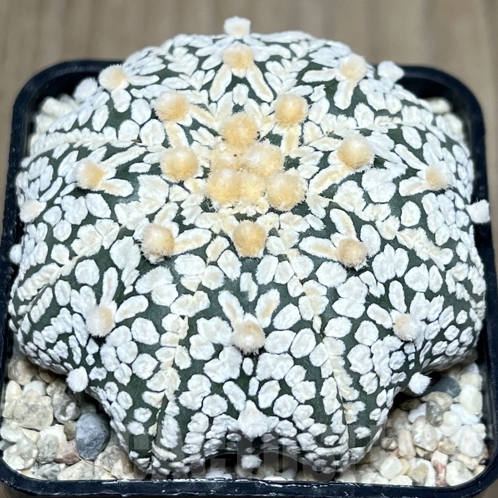 SHPR18895 Astrophytum asterias ‘Miracle’ V-Type – Cactus-online