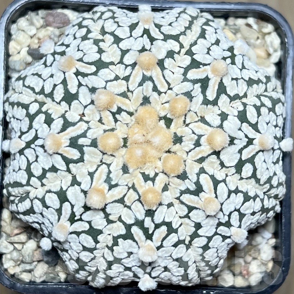 SHPR18895 Astrophytum asterias ‘Miracle’ V-Type – Cactus-online