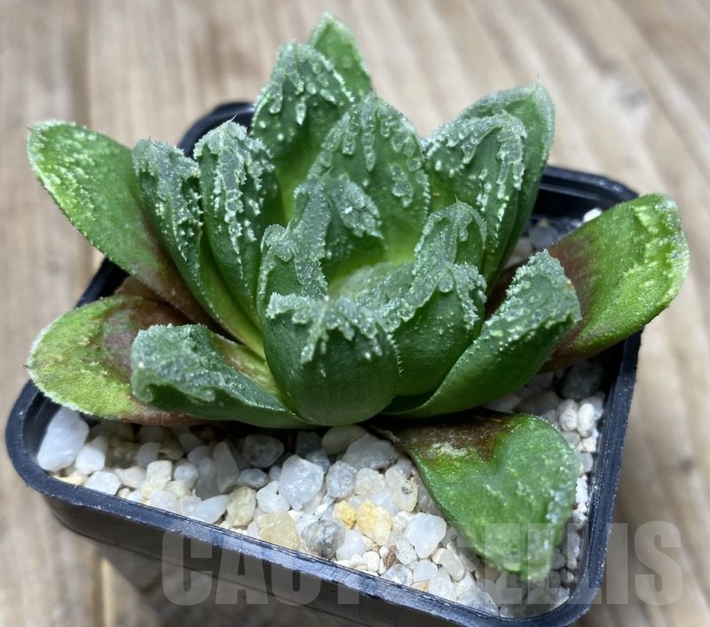 VVG18372 Haworthia ‘Gorbi’ hybrid F2 - Кактус онлайн