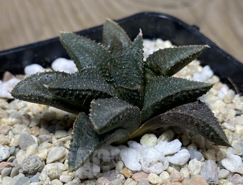 VVG18374 Haworthia koelmaniorum v. mcmurtry – Cactus-online