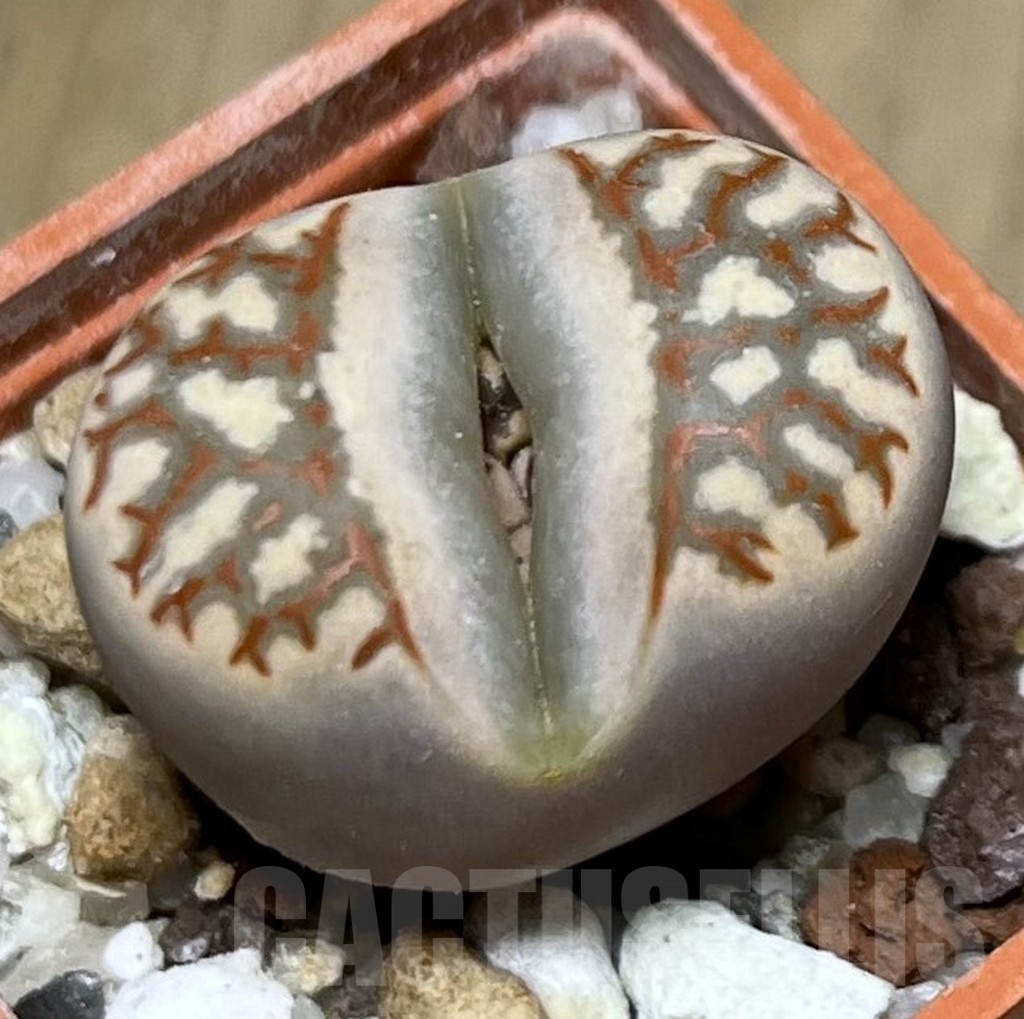 SHPR19146 Lithops dorotheae C 124 - Кактус онлайн