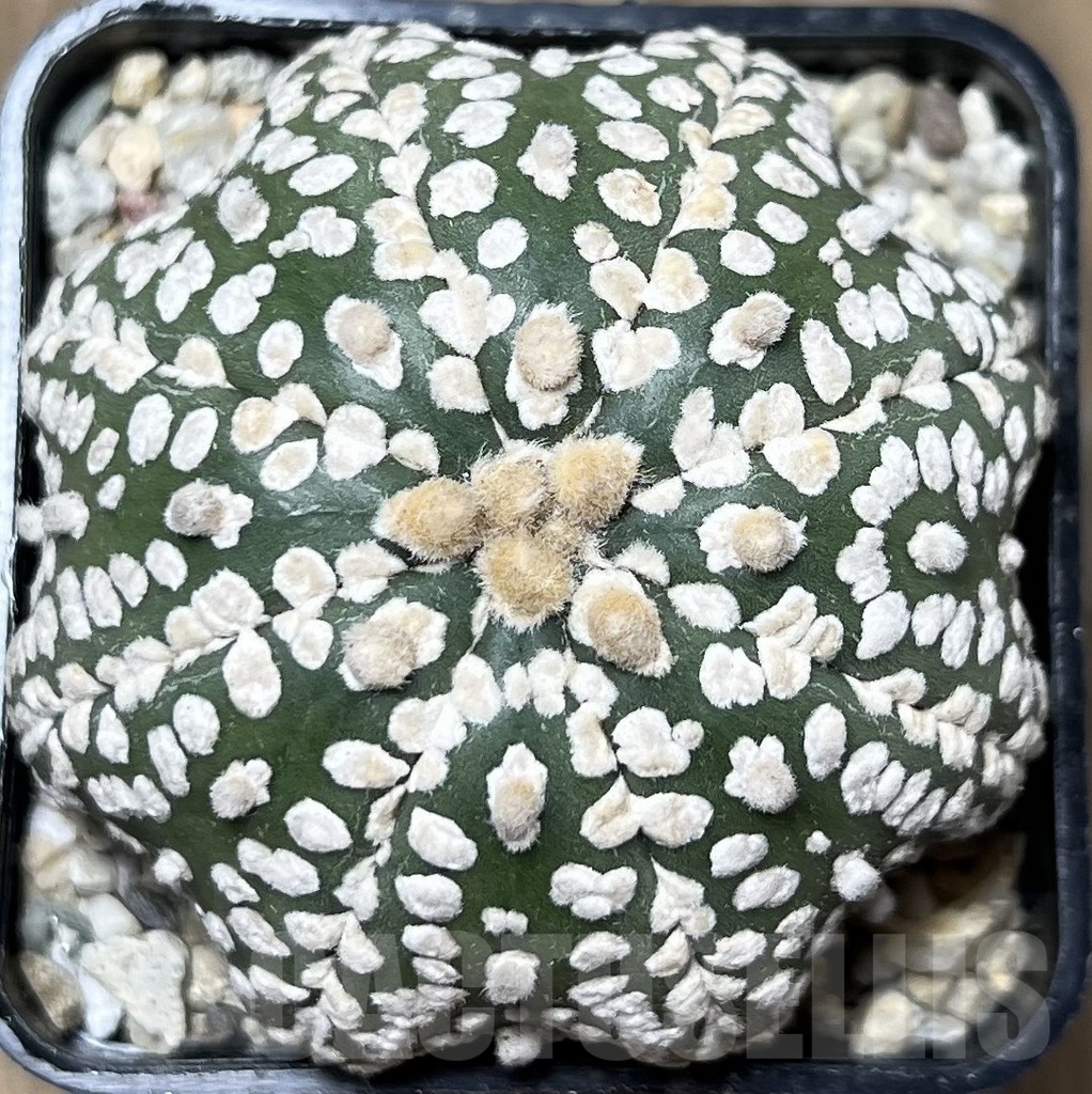 SHPR19304 Astrophytum asterias ‘Super Kabuto Miracle’ – Cactus-online