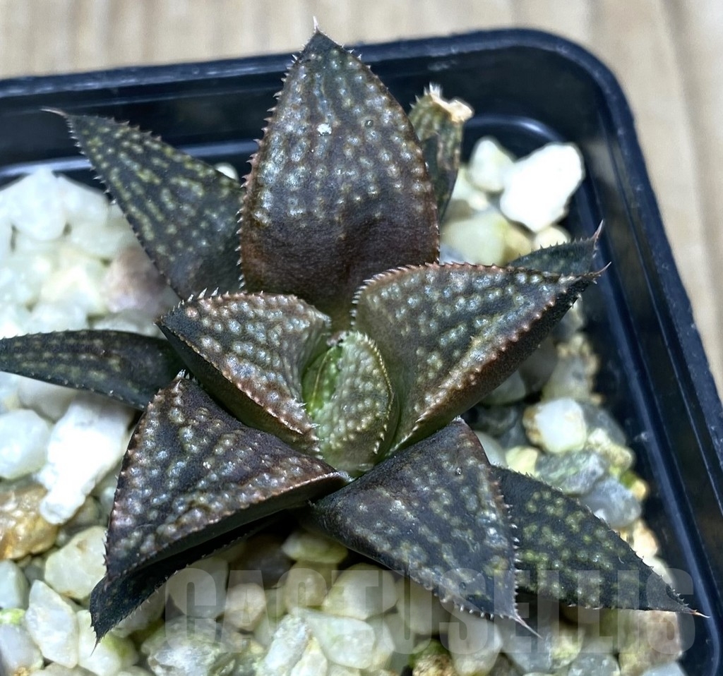 SHPR18741 Haworthia hybrid PP 140, ex Artisan - Кактус онлайн