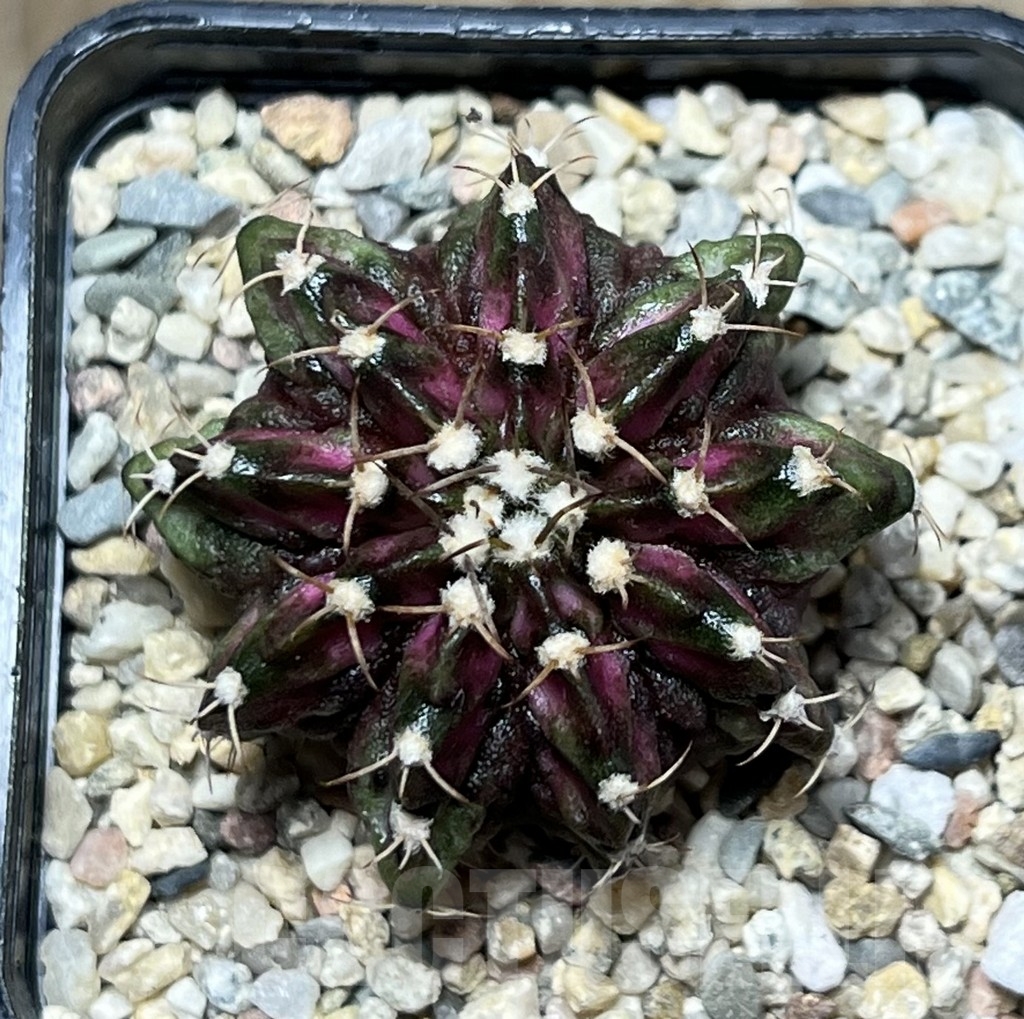 SHPR19313 Gymnocalycium mihanovichii ‘T-rex’ – Cactus-online