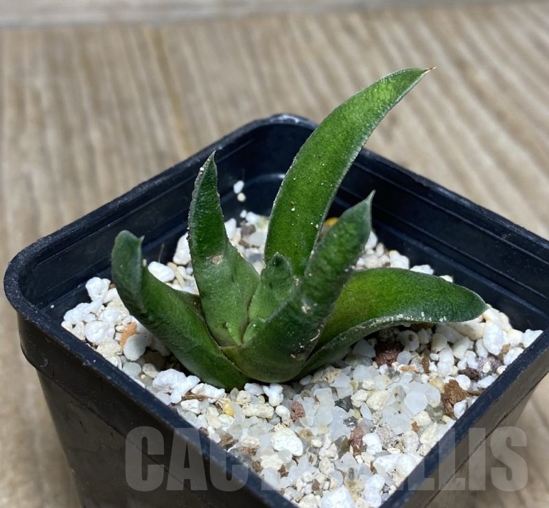 VVG18807 Haworthia scabra v. morisae -Koos Raubenheimer Dam- Кактус онлайн