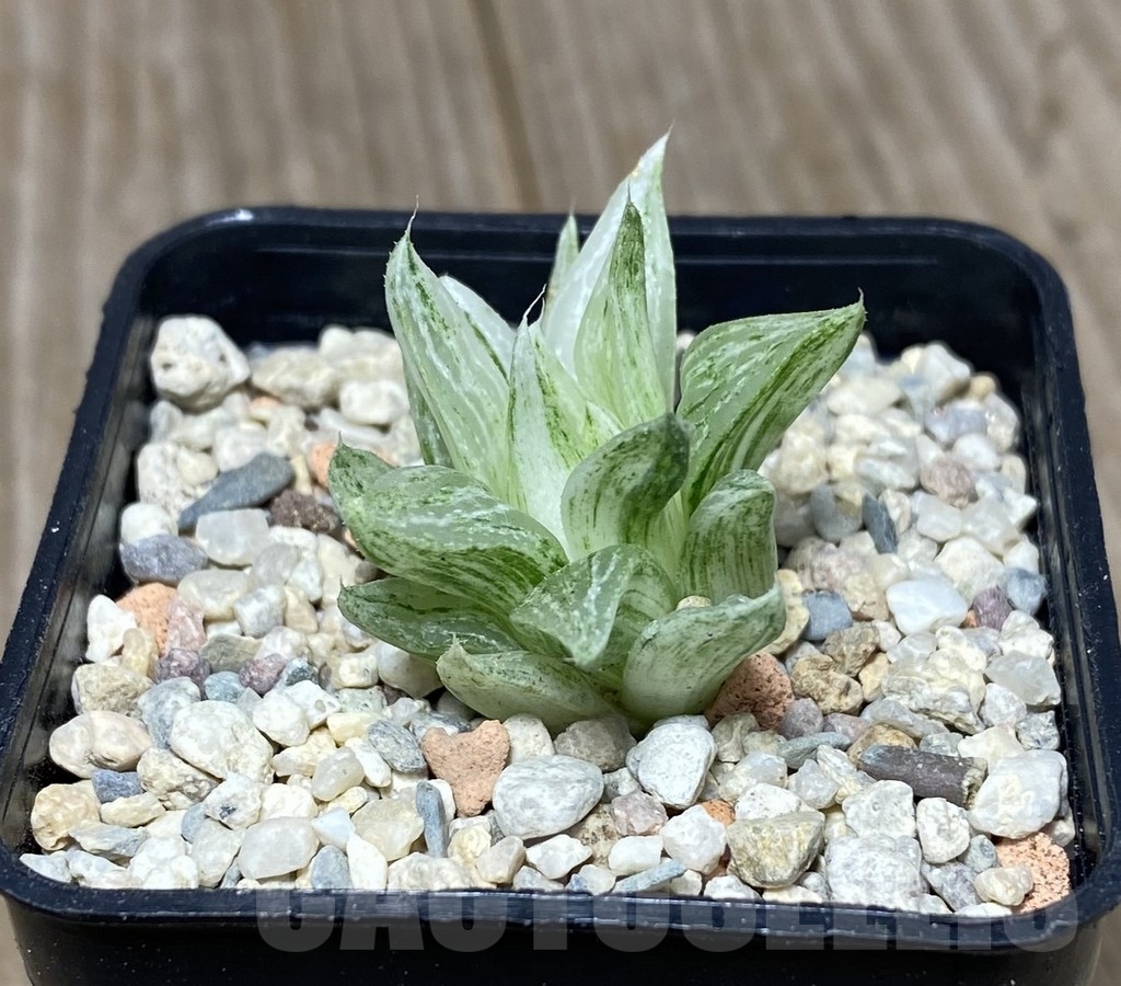 VVG18816 Haworthia turgida f. variegata ‘Rock sugar’ – Cactus-online