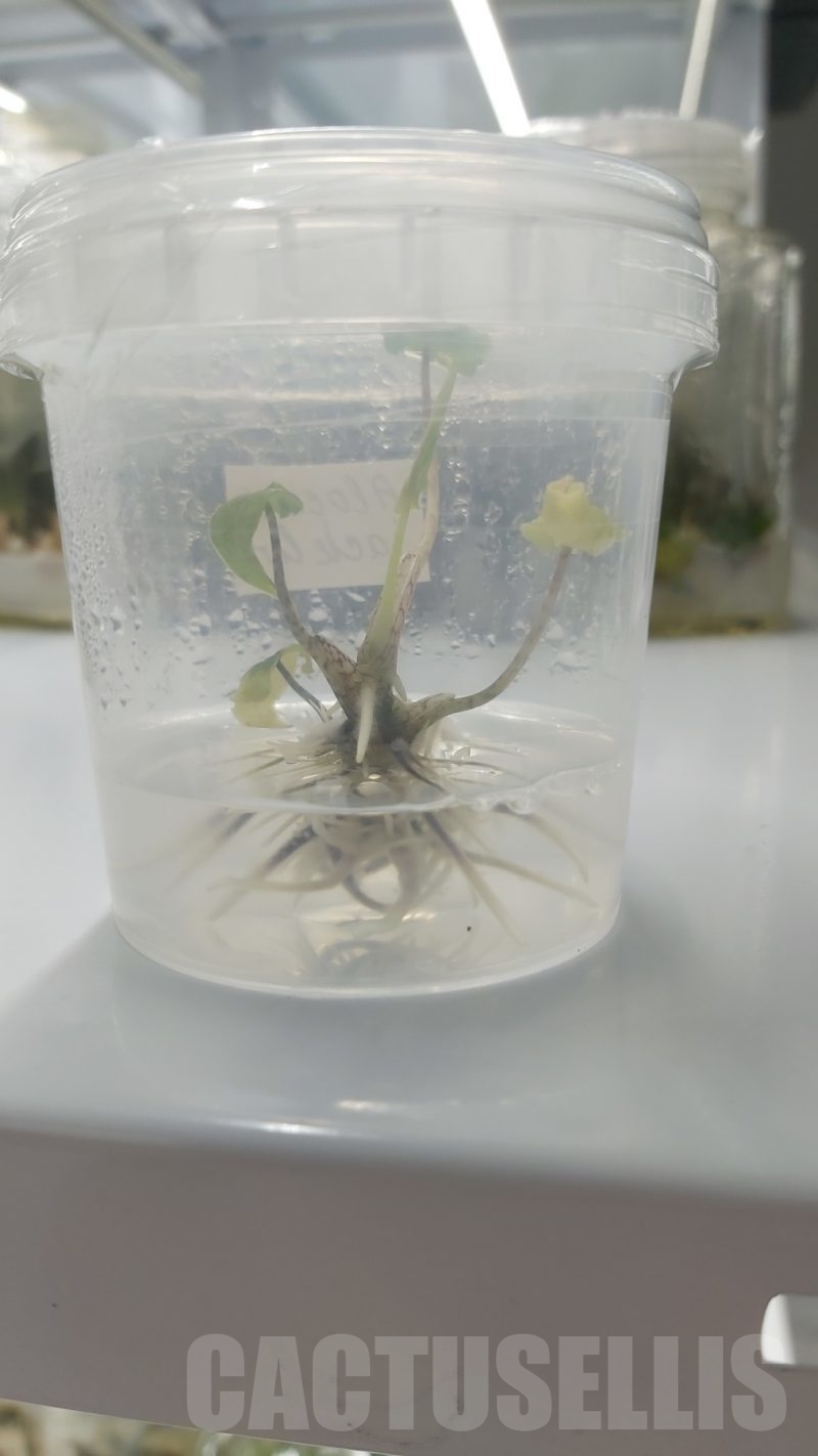 LAB031 Alocasia Jacklyn TC plant – Cactus-online