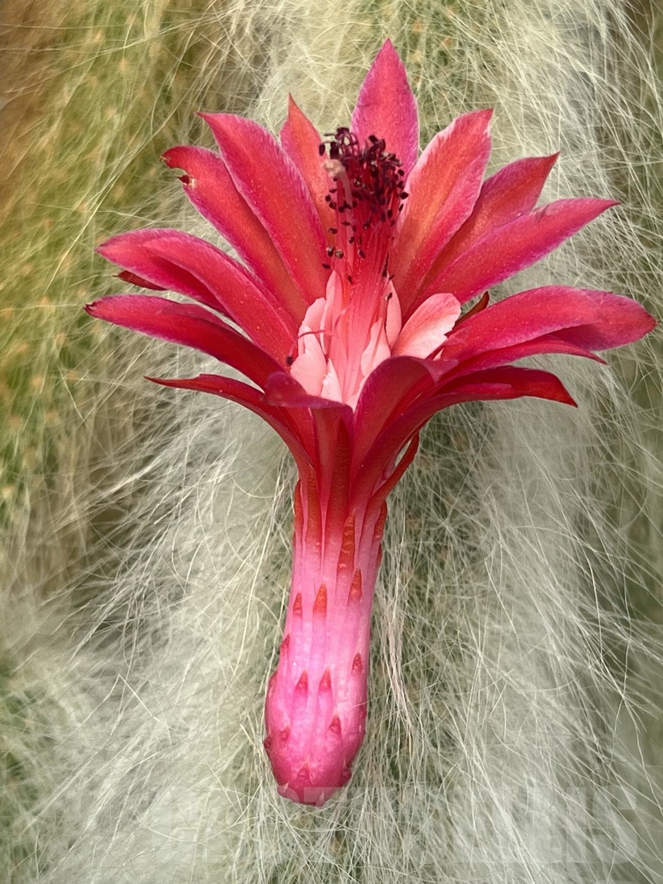 SHPR19406 Hildewintera colademononis – Cactus-online