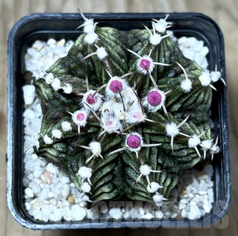 SHPR14761 Gymnocalycium mihanovichii ‘T-rex’ – Cactus-online