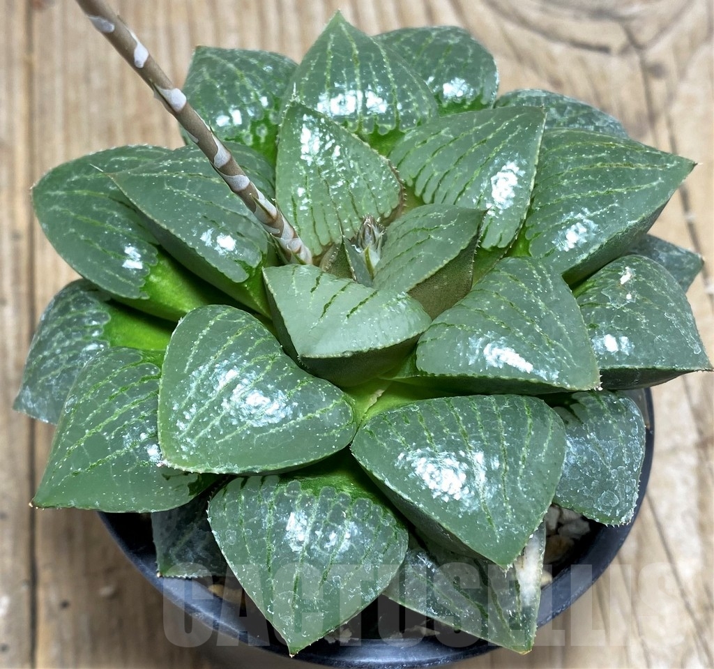 SHPR20227 Haworthia 'Sun Moon Lake' - Кактус онлайн