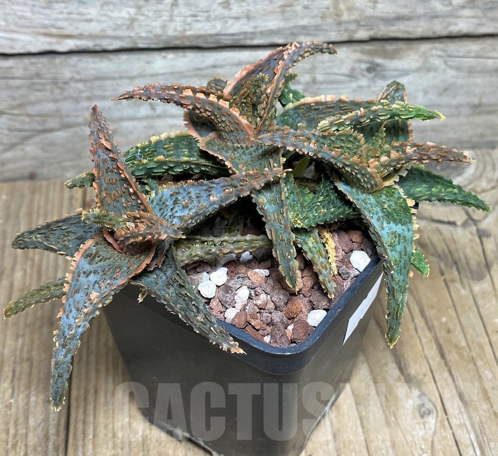 SHPR20240 Aloe 'Franco' x 'Vito' - Кактус онлайн