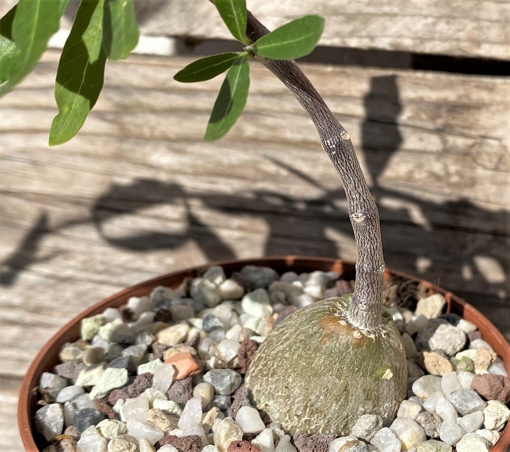 SHPR20366 Fockea edulis – Кактус онлайн