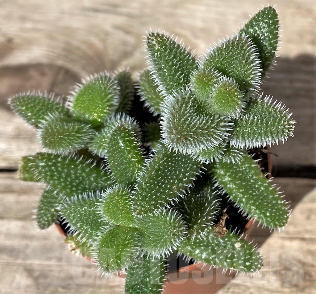 SHPR20389 Delosperma echinatum - Кактус онлайн