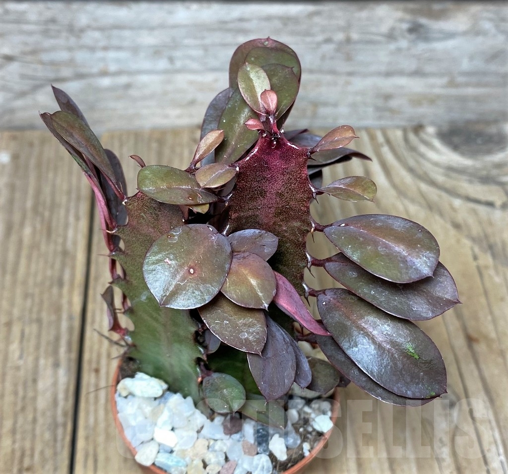 SHPR20405 Euphorbia trigona ‘Rubra’ – Cactus-online