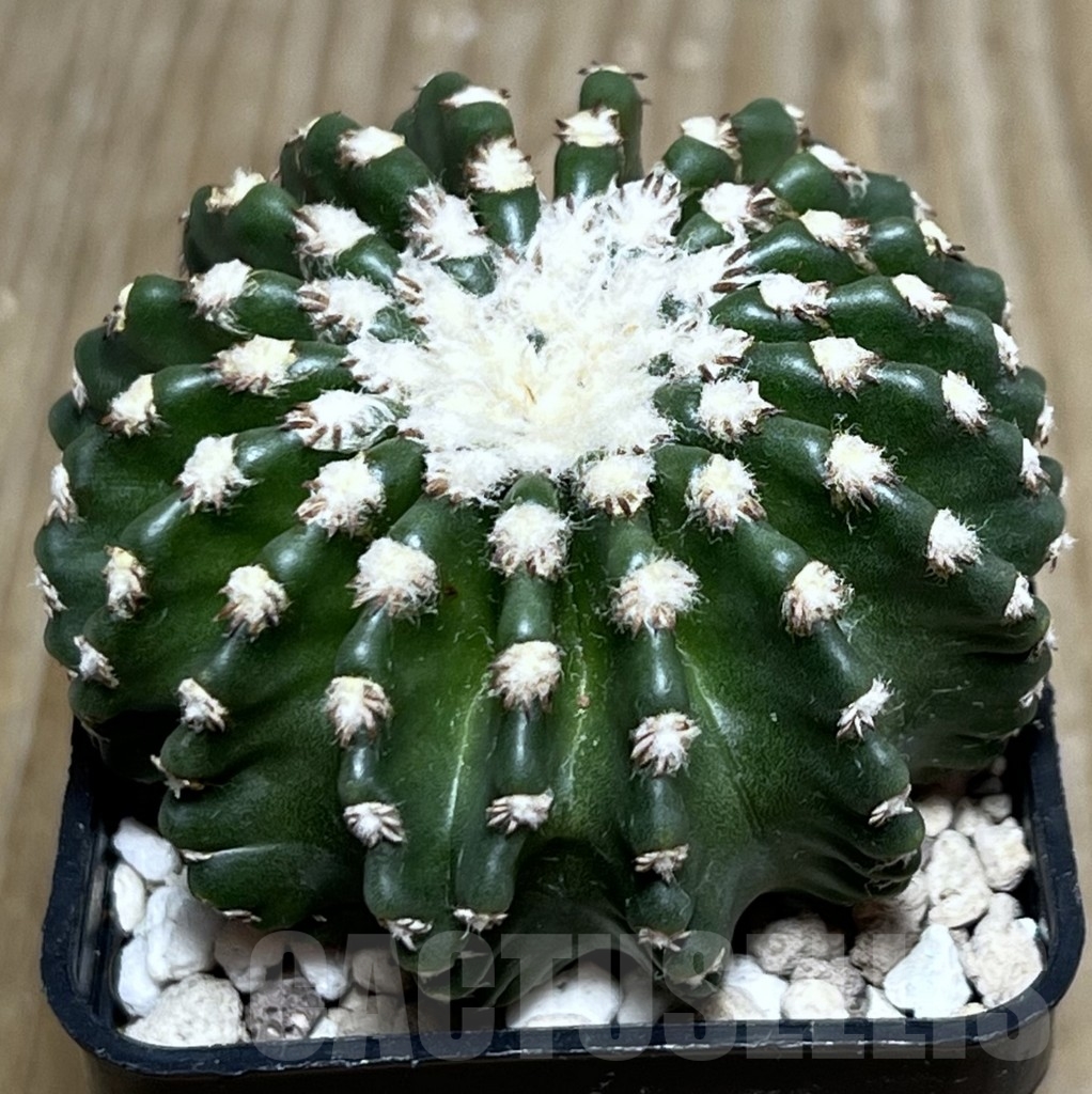 SHPR20426 Discocactus horstii, own roots – Cactus-online