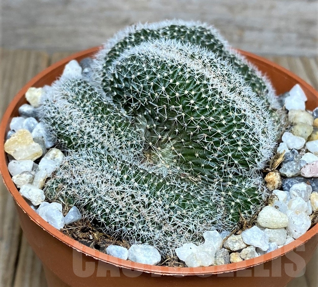 SHPR20483 Lobivia sp. f. cristata – Cactus-online