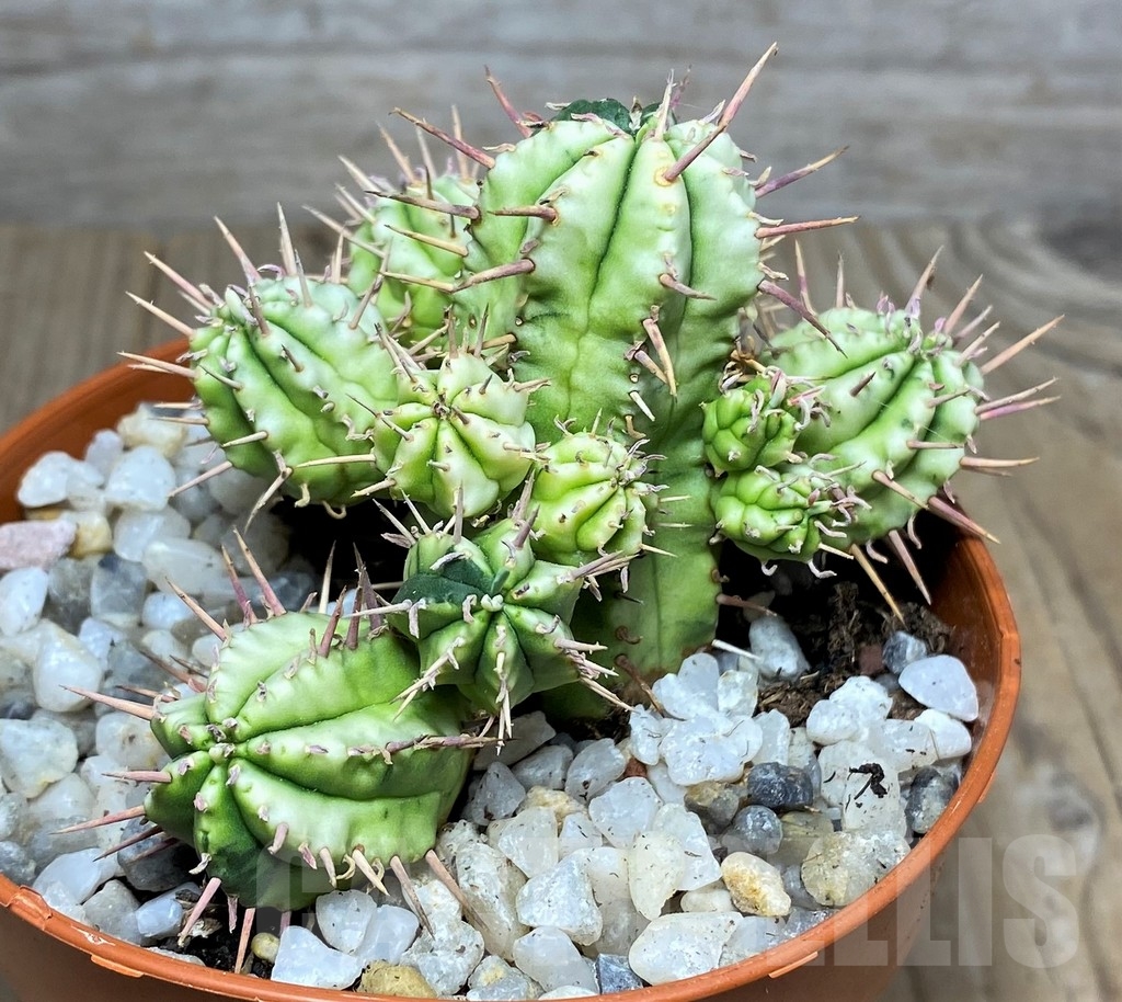 SHPR20488 Euphorbia enopla f. variegata – Кактус онлайн