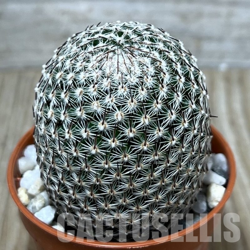 Buy mammillaria plants online at one of the biggest cactus stores!
