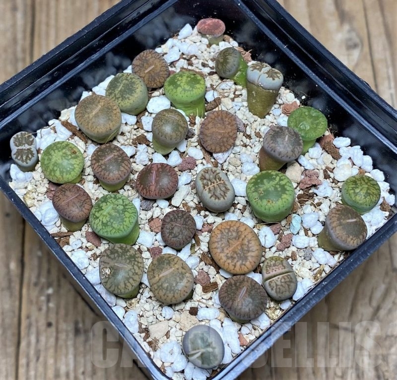 SHPR20707 Lithops mix - Кактус онлайн