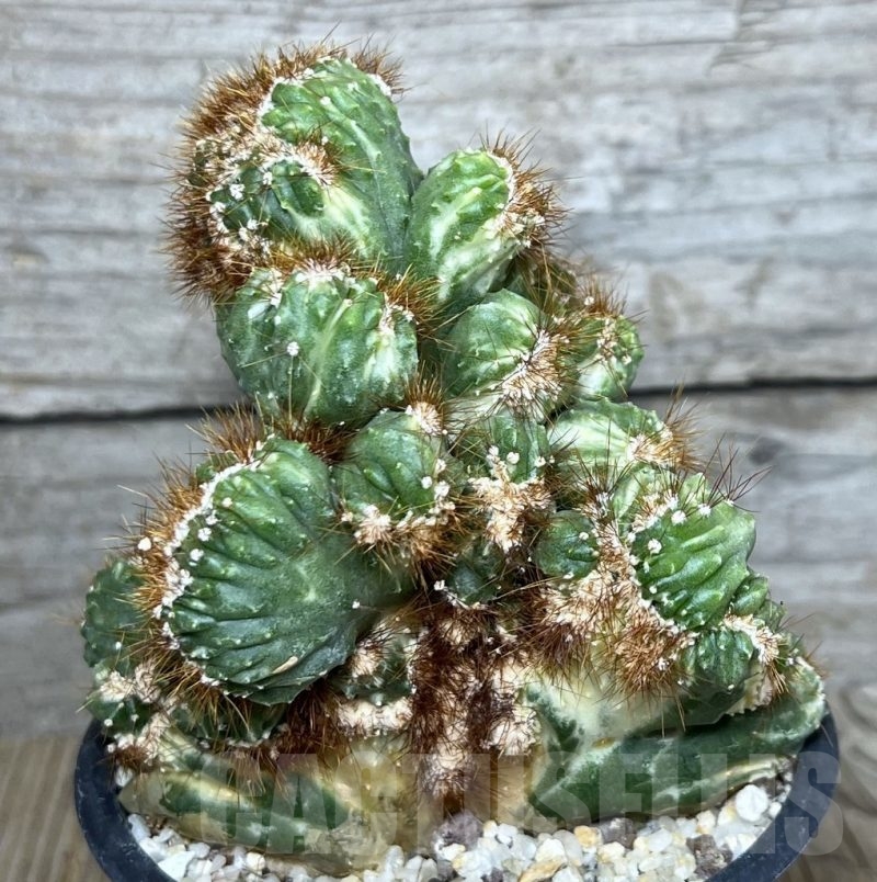 SHPR20698 Cereus peruvianus f. monstrosa – Cactus-online