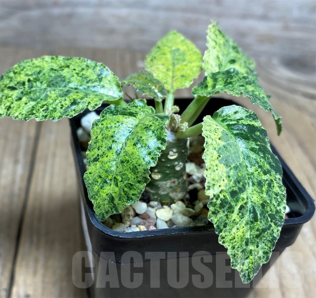 SHPR20793 Dorstenia hybrid f. variegata - Кактус онлайн
