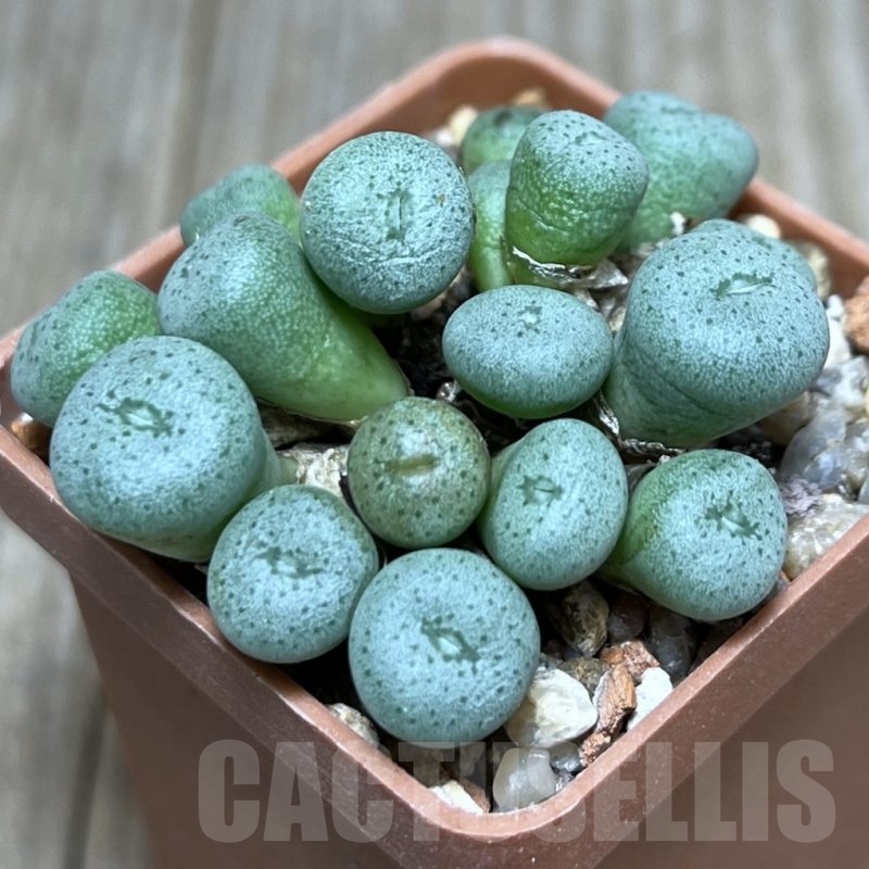 Conophytum Archives - Кактус онлайн