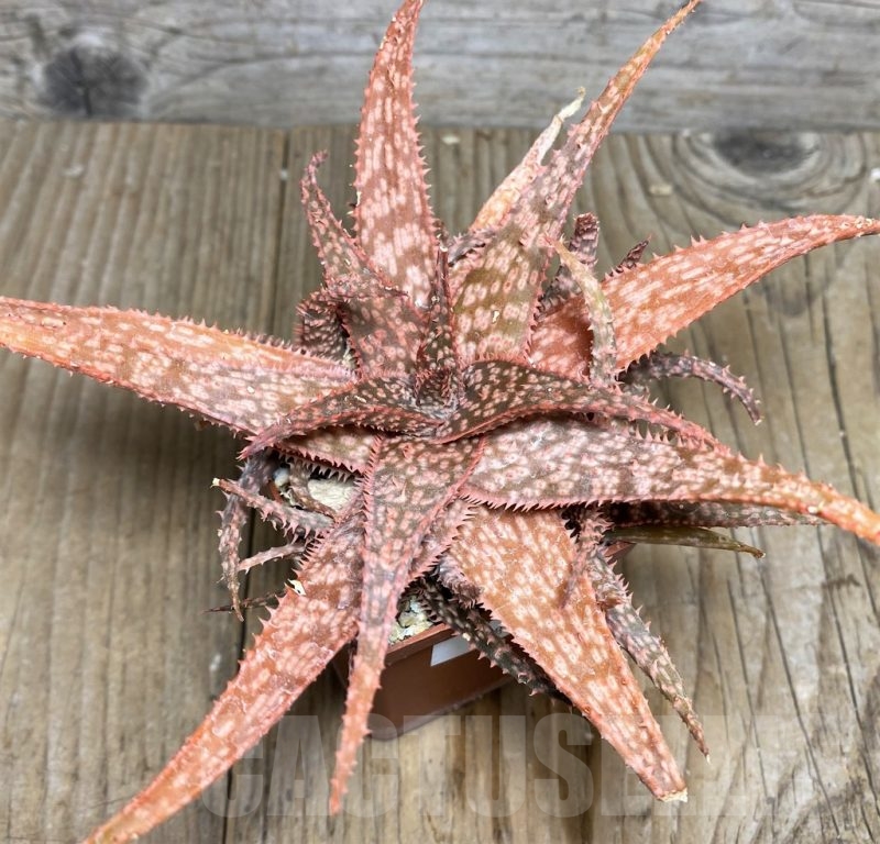 SHPR20824 Aloe ‘Christmas Carol’ hybrid – Кактус онлайн