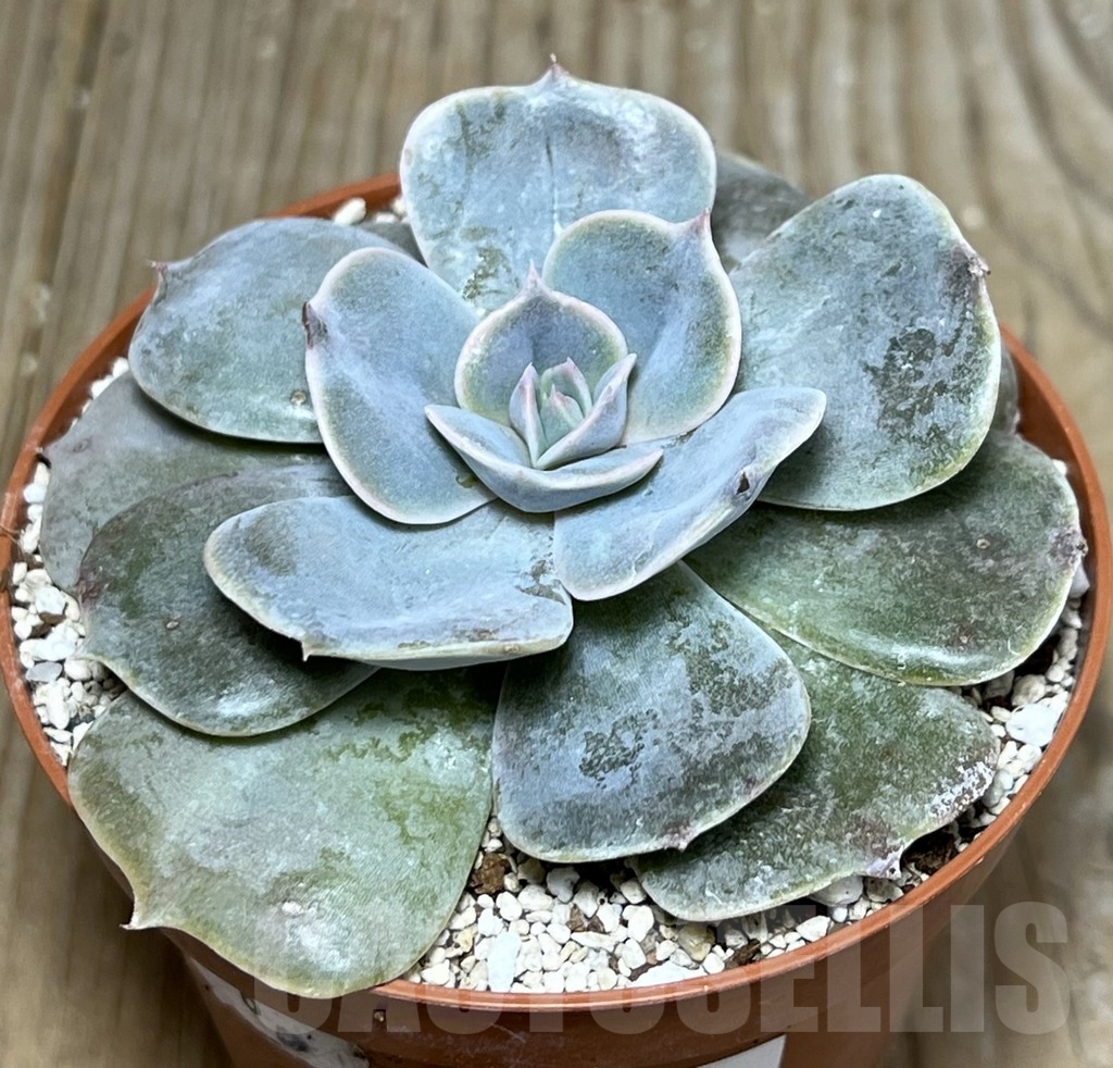 SHPR20863 Echeveria ‘Pollux’ – Cactus-online